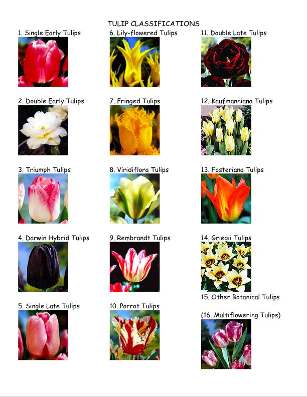Tulips